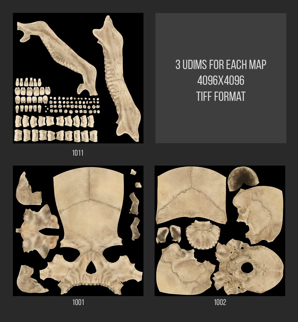 modèle 3D de Crâne humain réaliste - TurboSquid 1325988