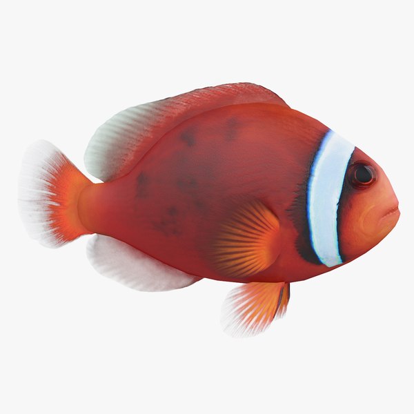 Fish Nemo 3D Models for Download | TurboSquid