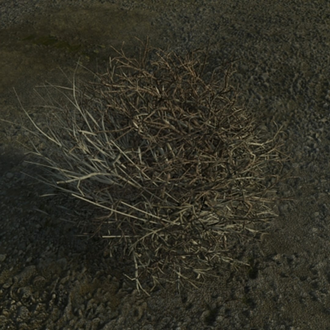 Max Western Tumble Weed
