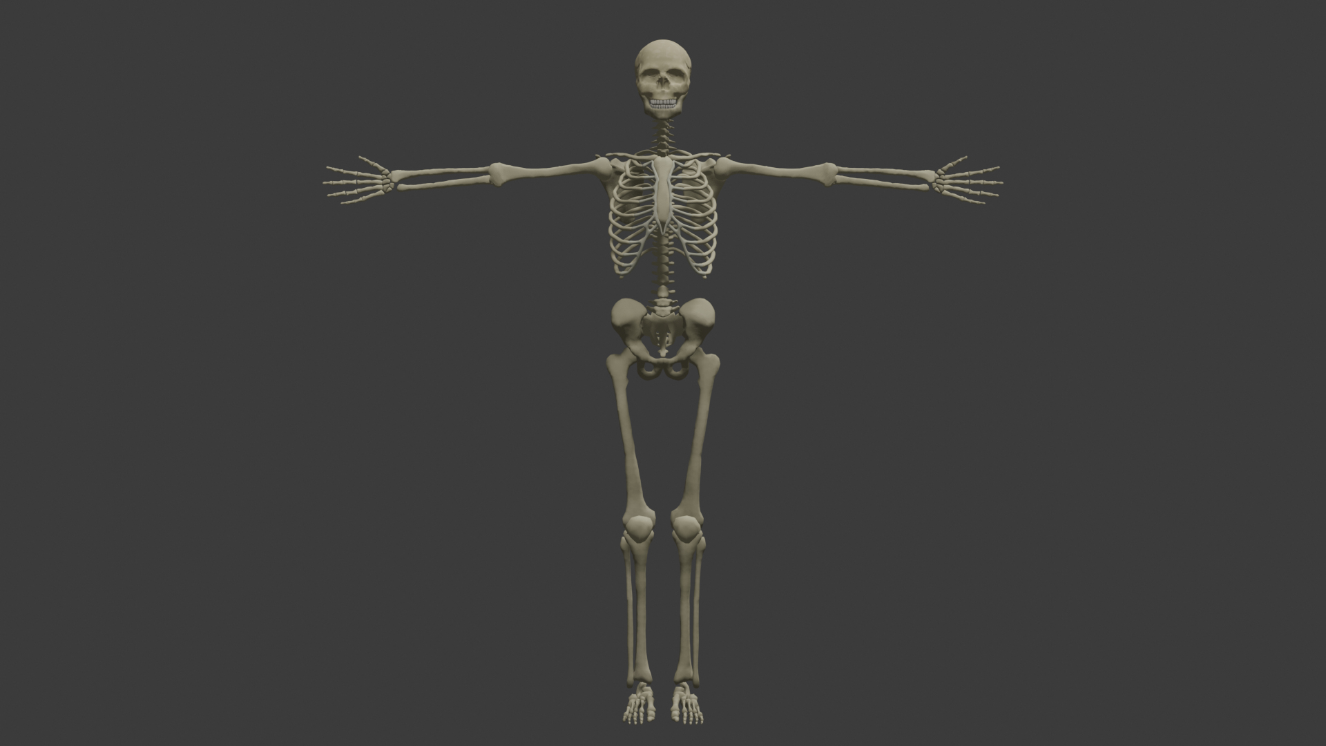 Human Skeleton Model - TurboSquid 2237658