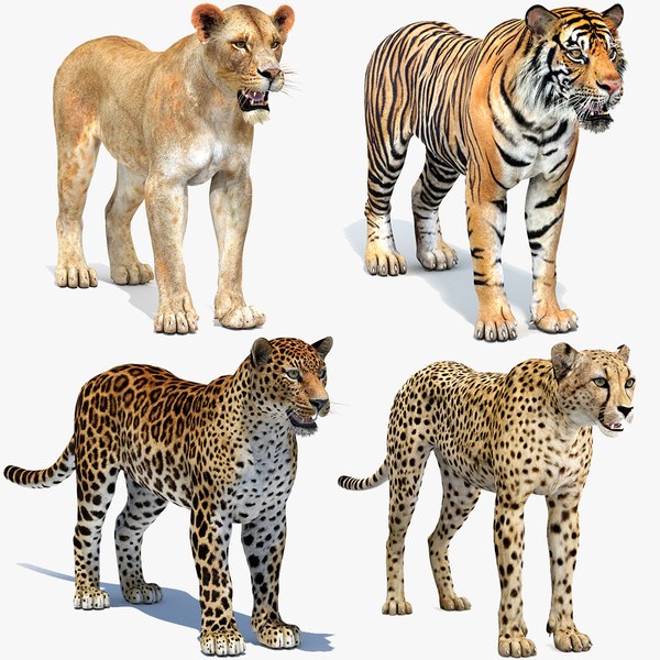 amur tiger fur cat 3d model