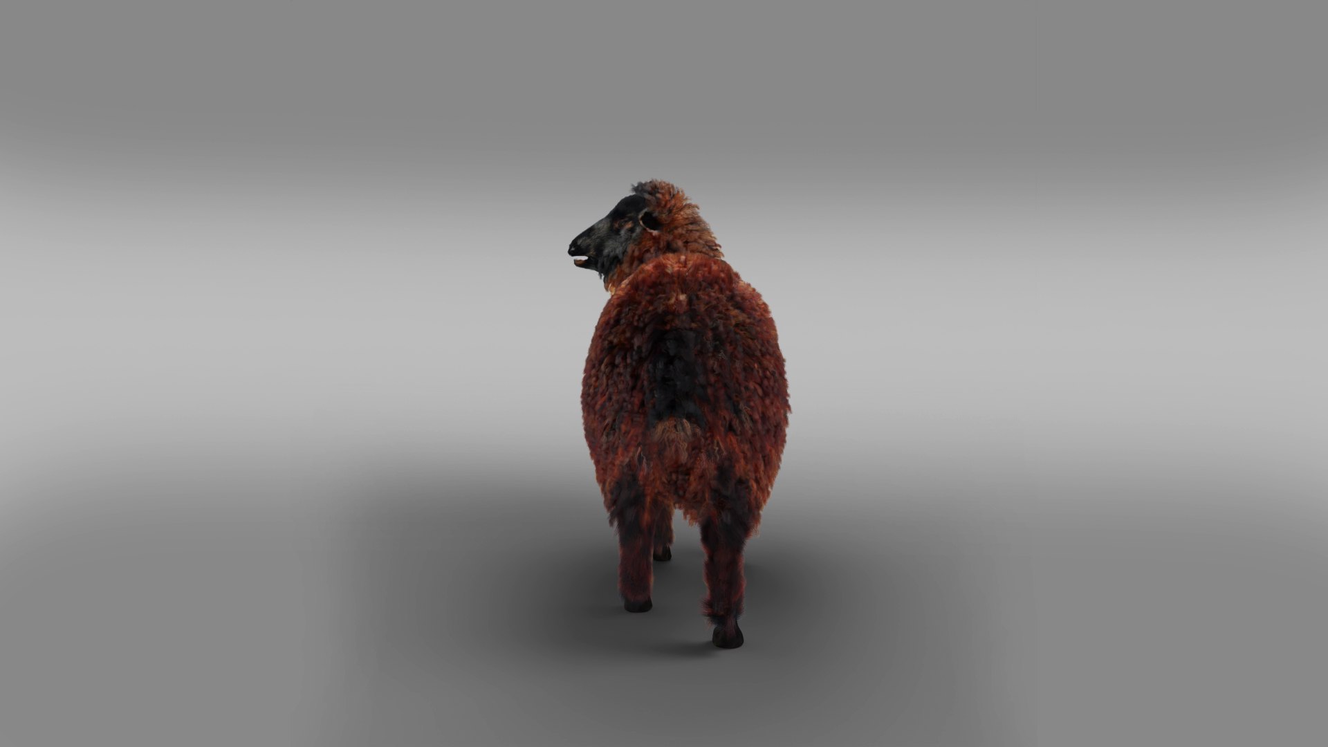 3D Fur Black Sheep Rigged In Blender - TurboSquid 1906760