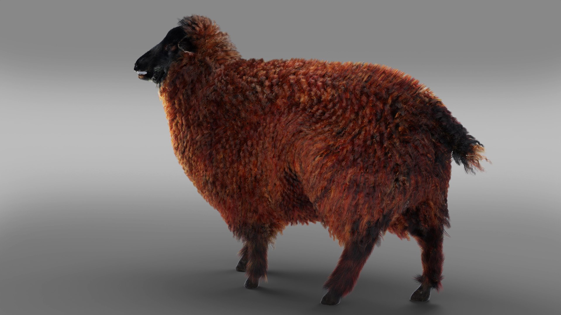 3D Fur Black Sheep Rigged In Blender - TurboSquid 1906760