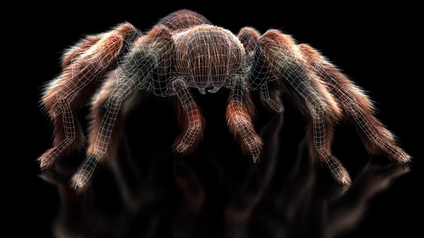 modelo 3d TARÁNTULA ANIMADA XGEN - TurboSquid 2253823