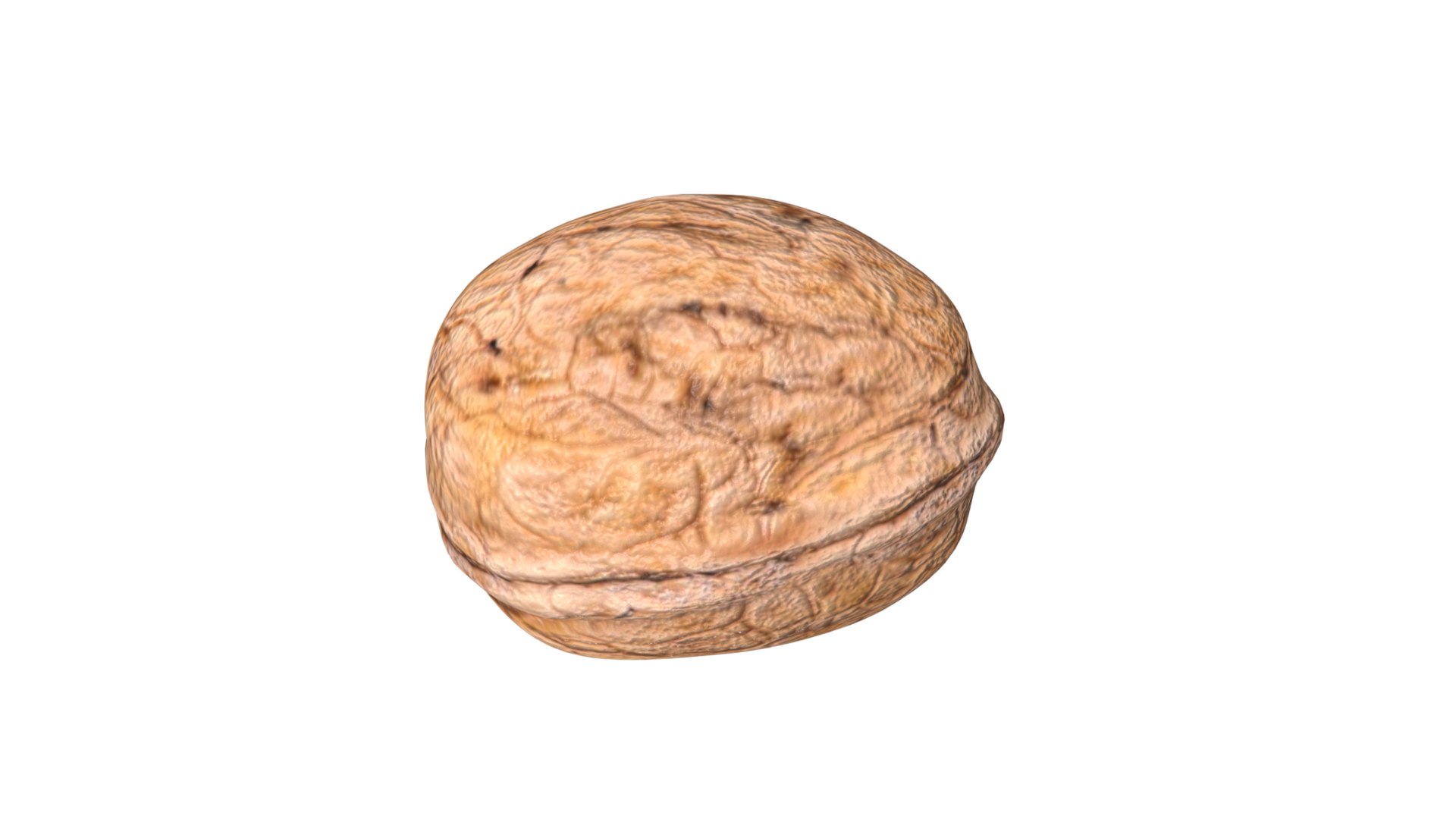 3D Model Walnut - TurboSquid 1761667
