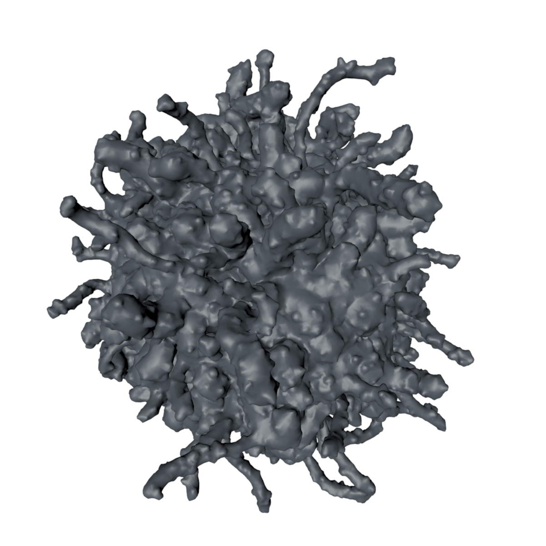 Leukocyte White Blood Cell Obj