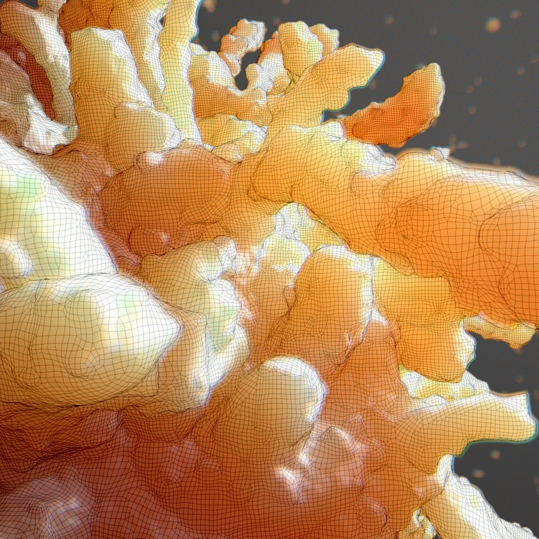 Leukocyte White Blood Cell Obj