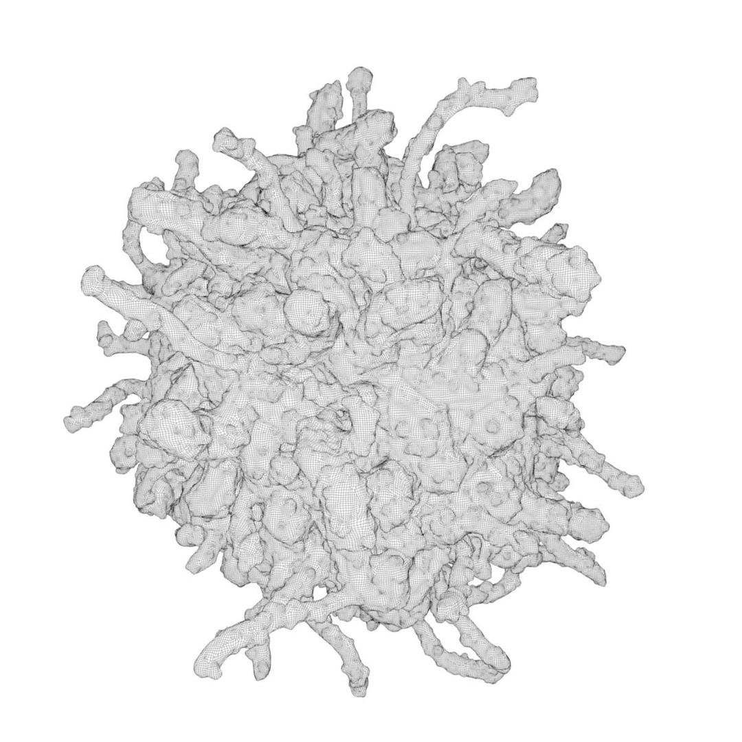 Leukocyte White Blood Cell Obj
