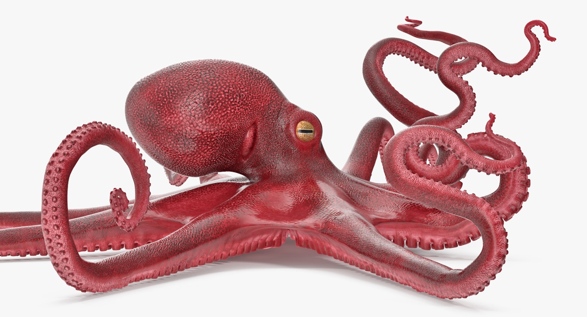 Octopus tentacle 3D model - TurboSquid 1583792