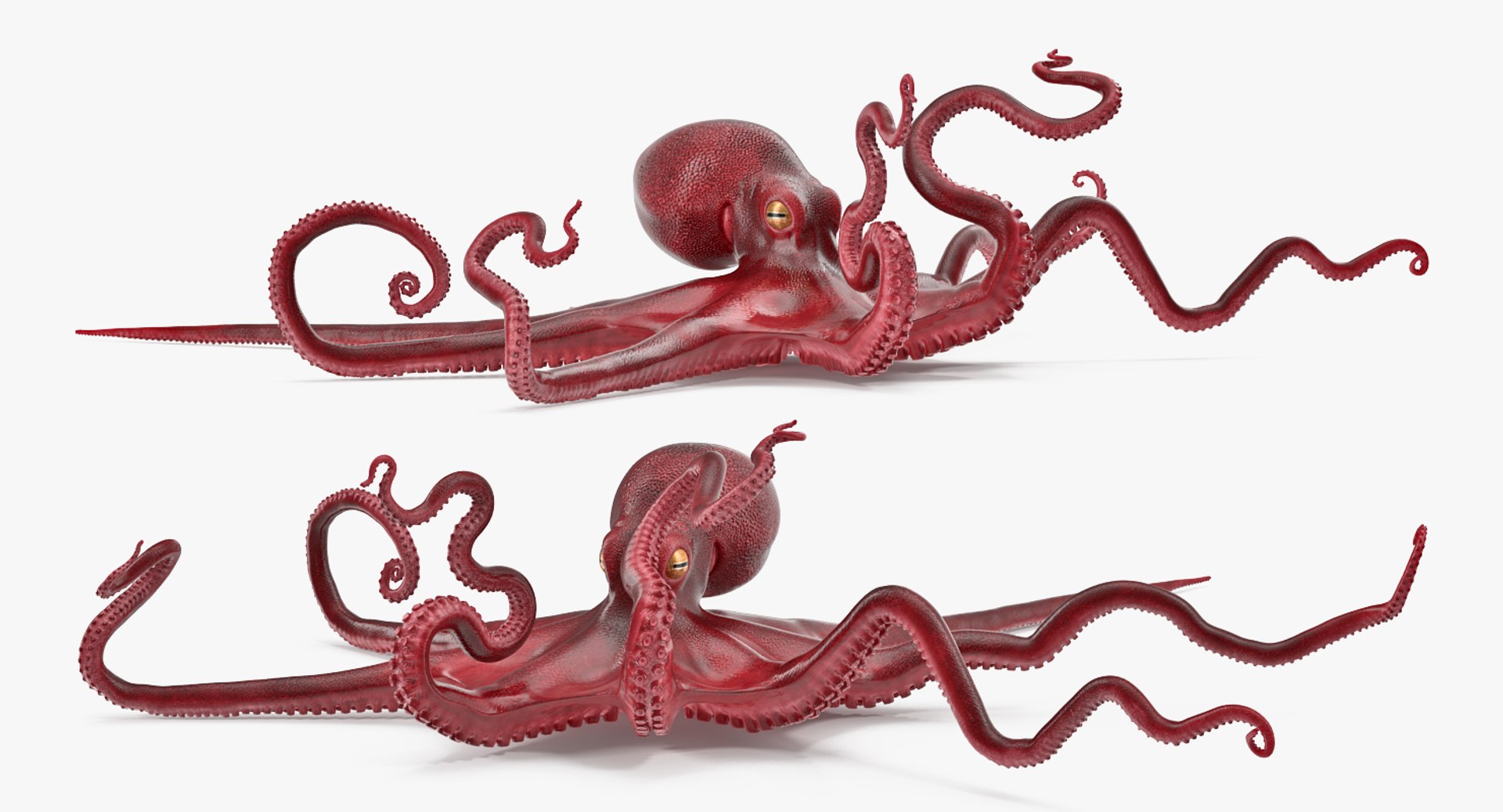Octopus tentacle 3D model - TurboSquid 1583792