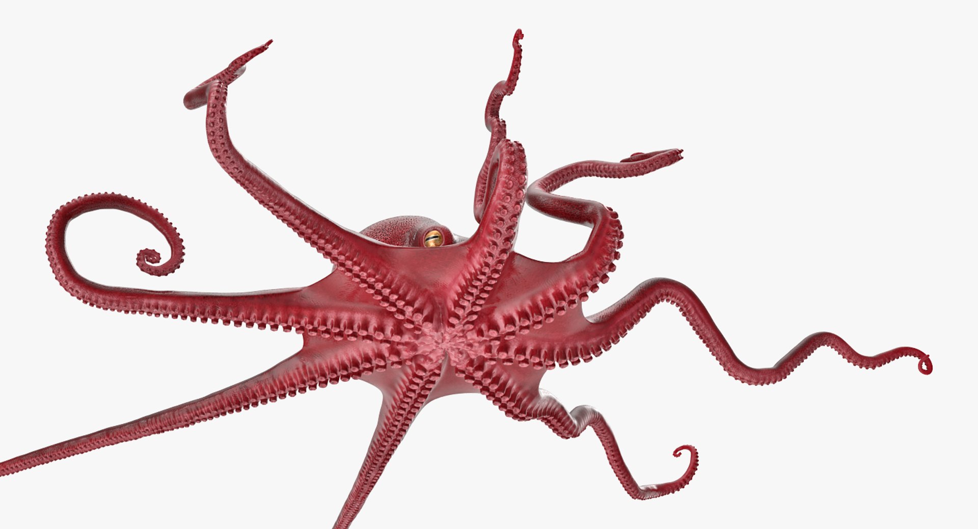 Octopus tentacle 3D model - TurboSquid 1583792