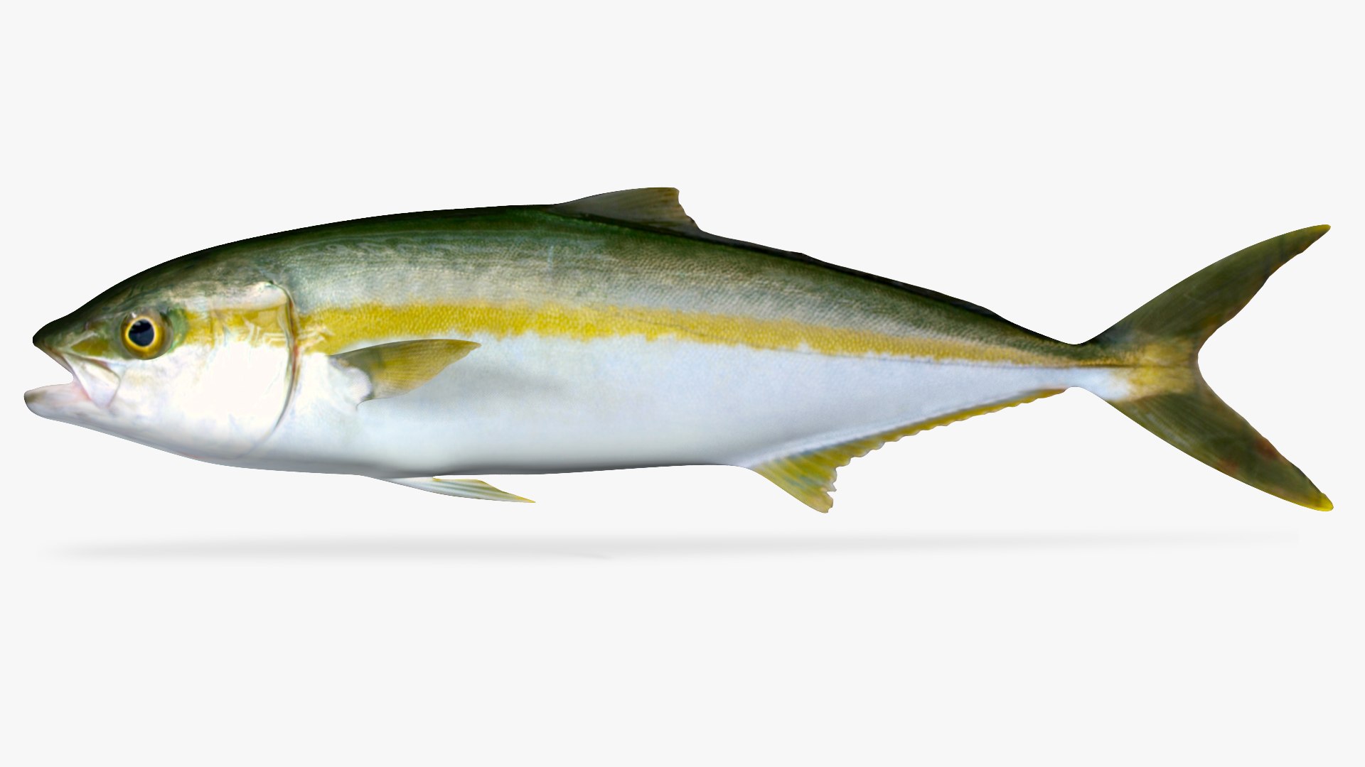 Yellowtail 3D - TurboSquid 1696852