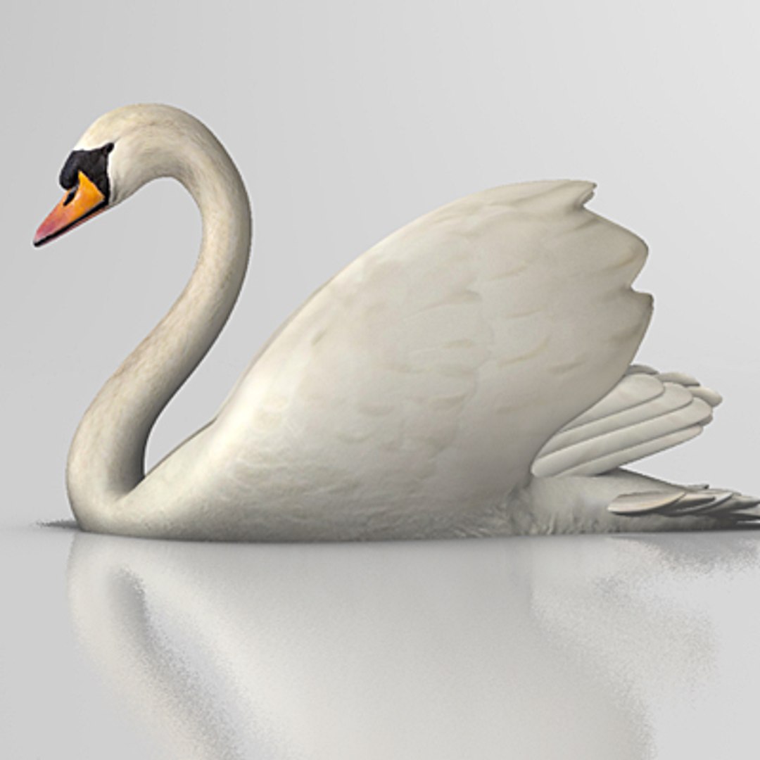 swan swimming walking 3d model
