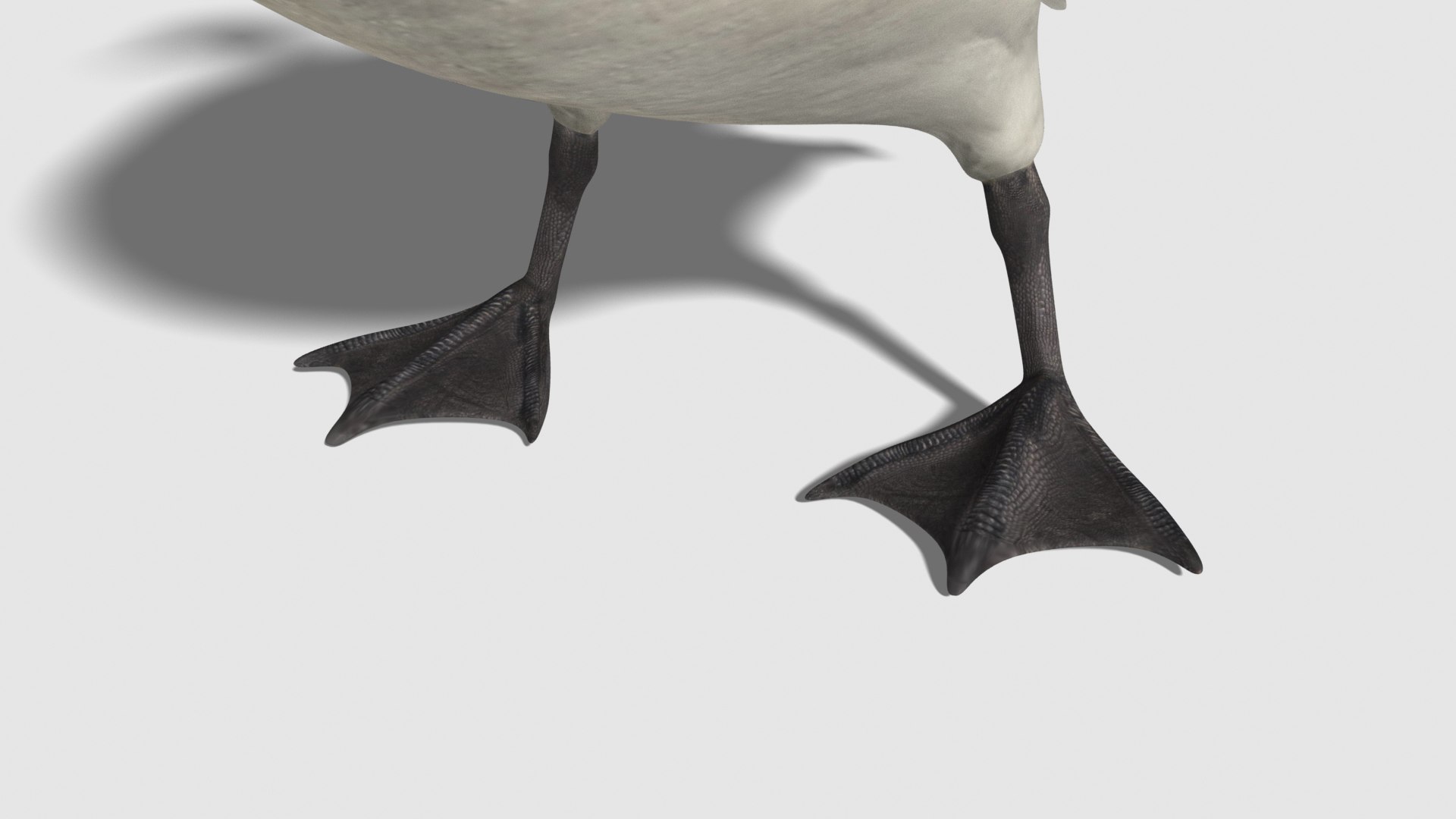 Swan Swimming Walking 3d Model