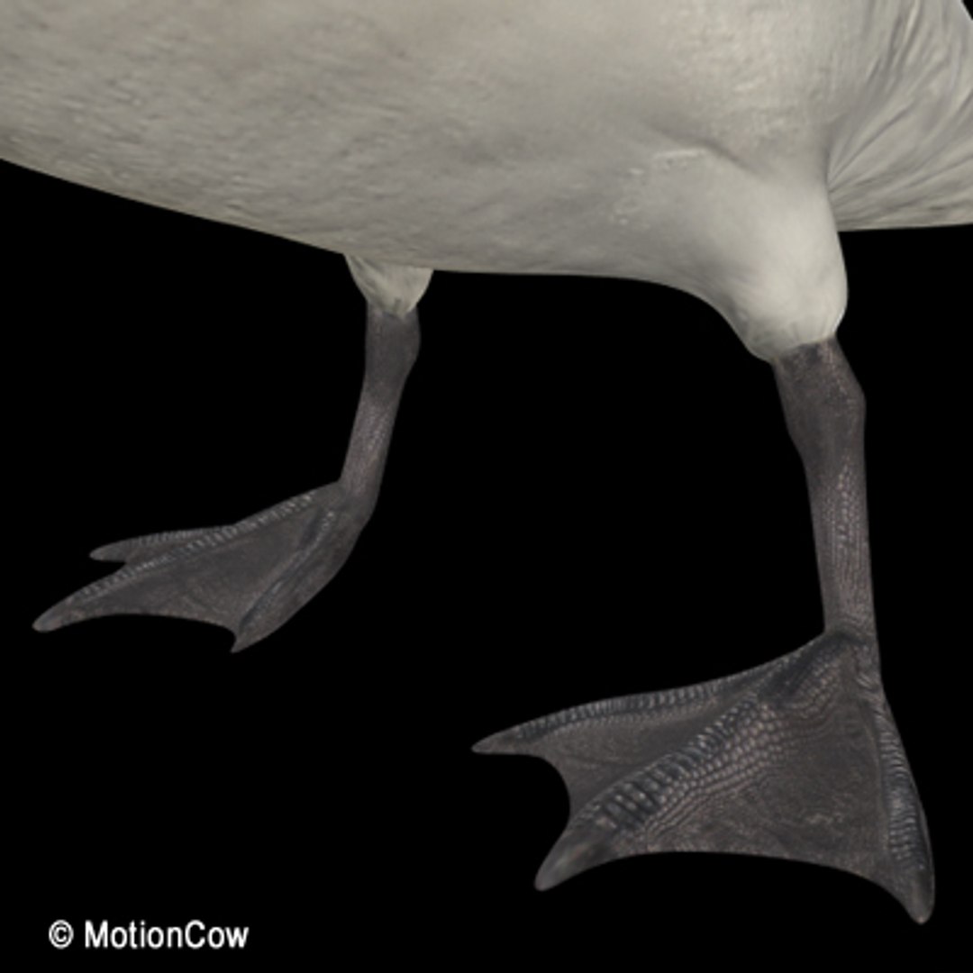 swan swimming walking 3d model