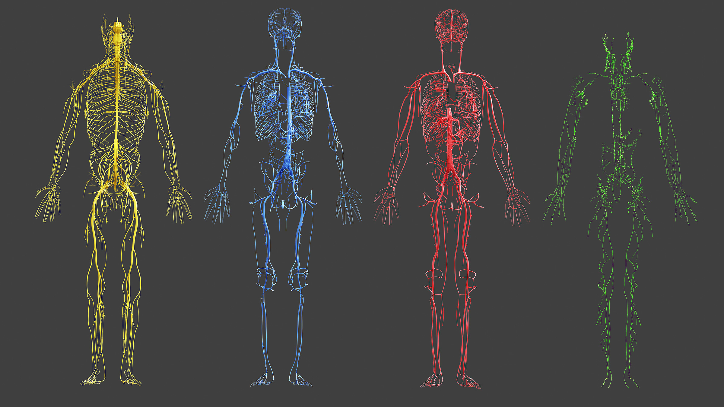 全亚洲男性解剖3D模型 - TurboSquid 1498192