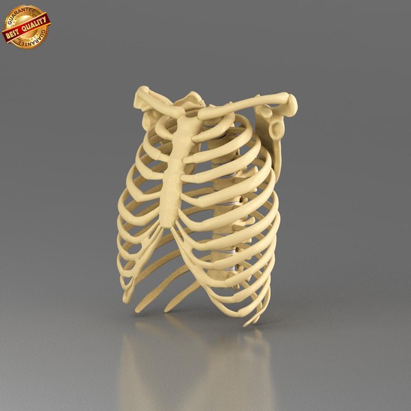 3D Ribcage Models | TurboSquid