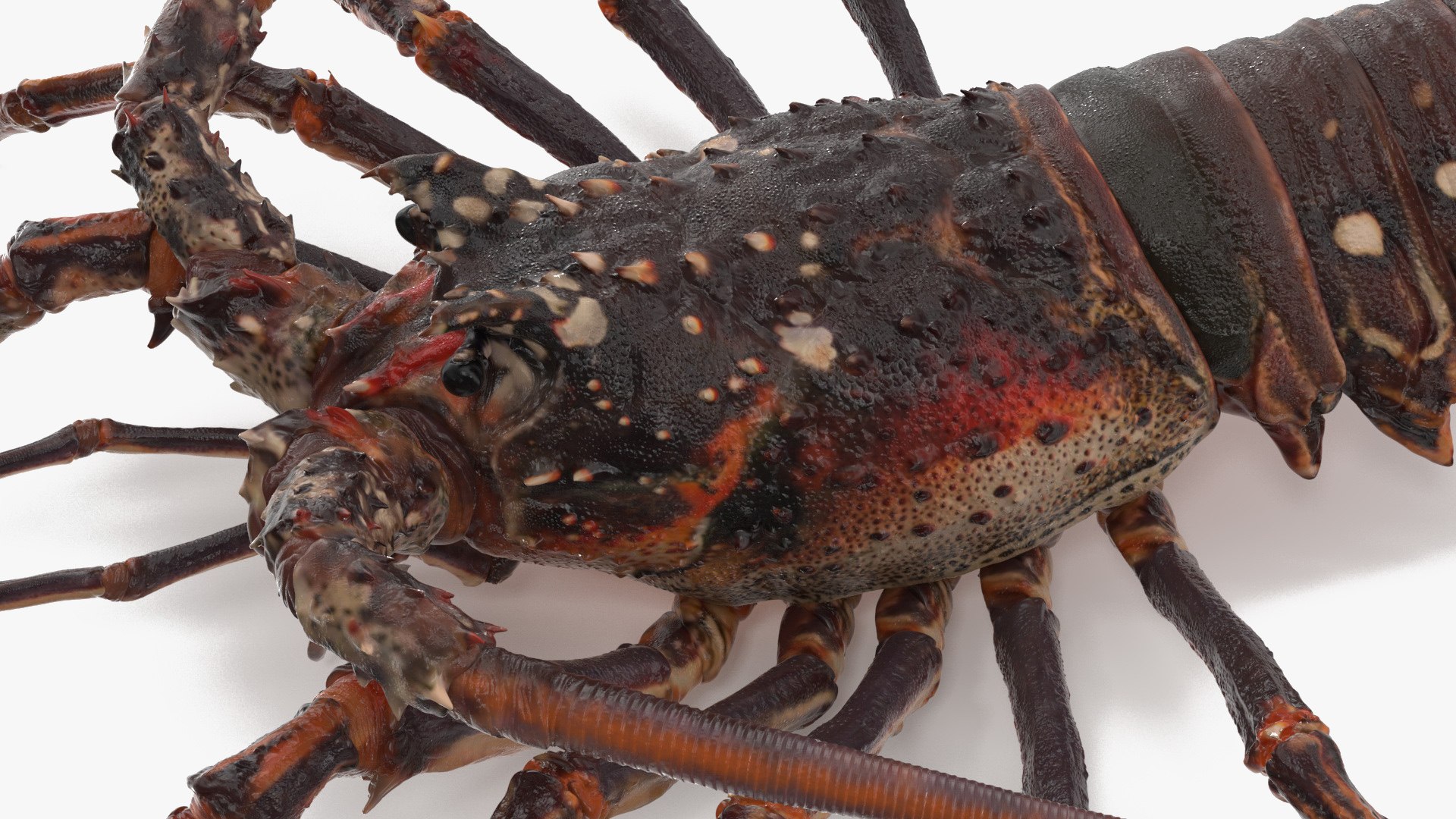 3d rock lobster model