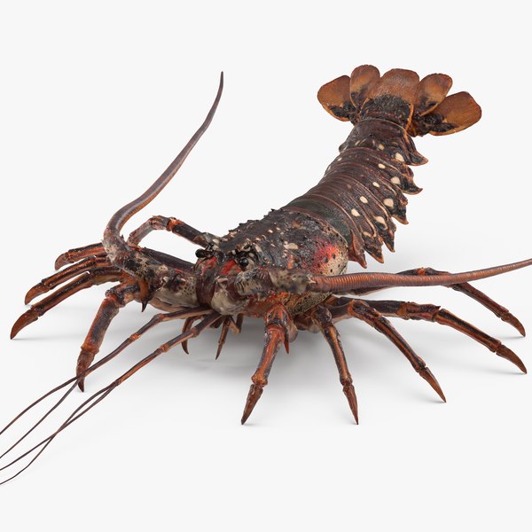 3D Lobsters Models | TurboSquid