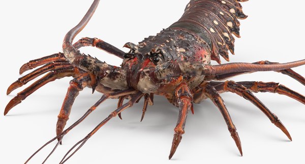 3d rock lobster model