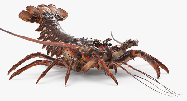 3d rock lobster model