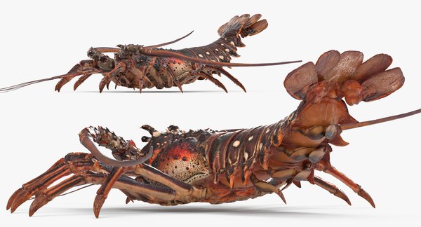 3d rock lobster model