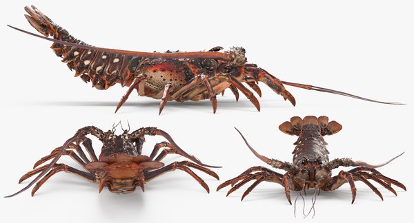 3d rock lobster model