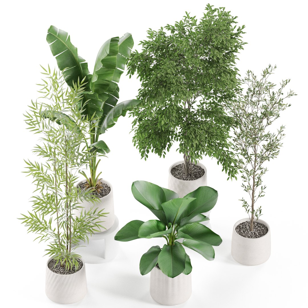 3D Plants Collection 961 - TurboSquid 2102299
