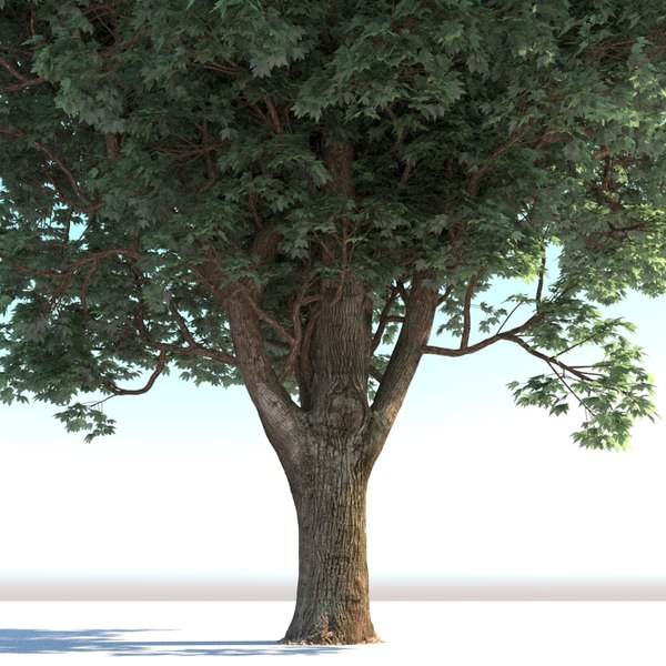 3D pollarded plane trees model - TurboSquid 1487493