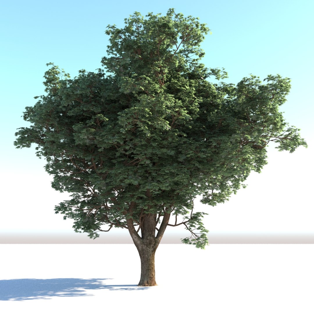 Realistic Mature Tree Max