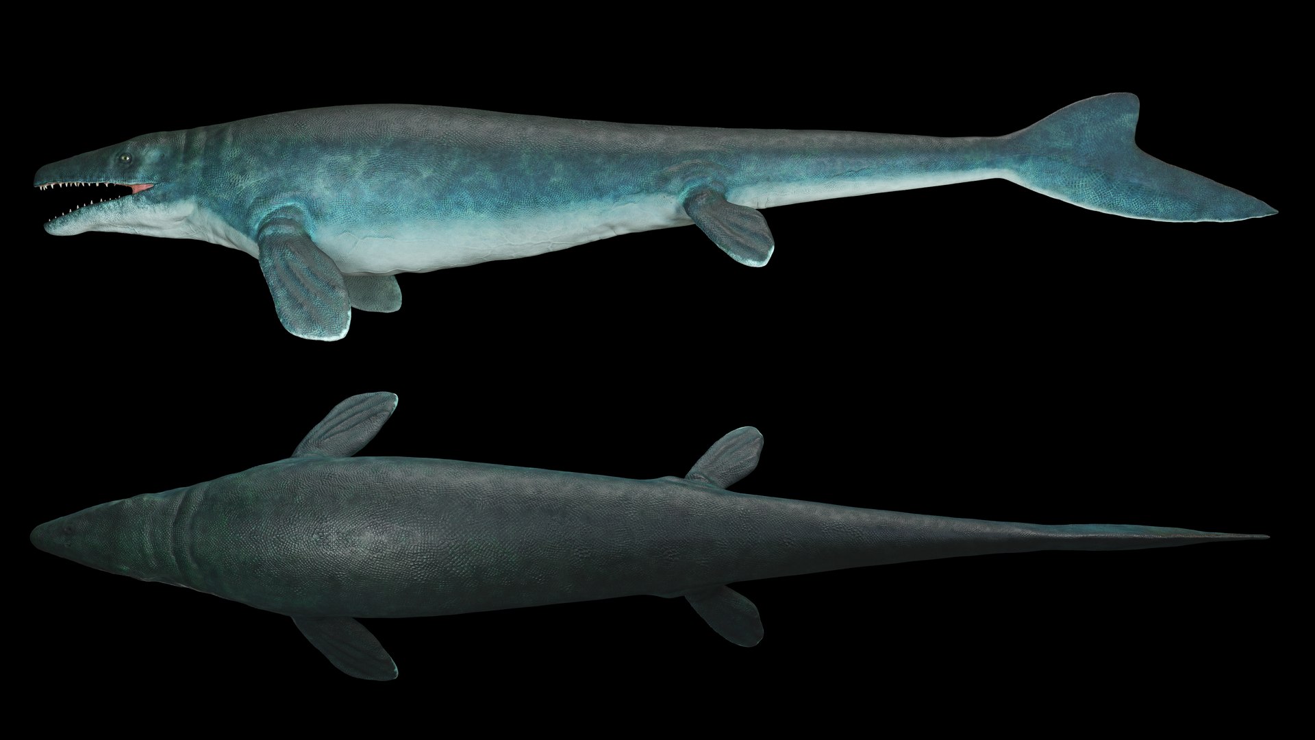 3D Mosasaurus Hoffmannii Rigged Model - TurboSquid 2385849