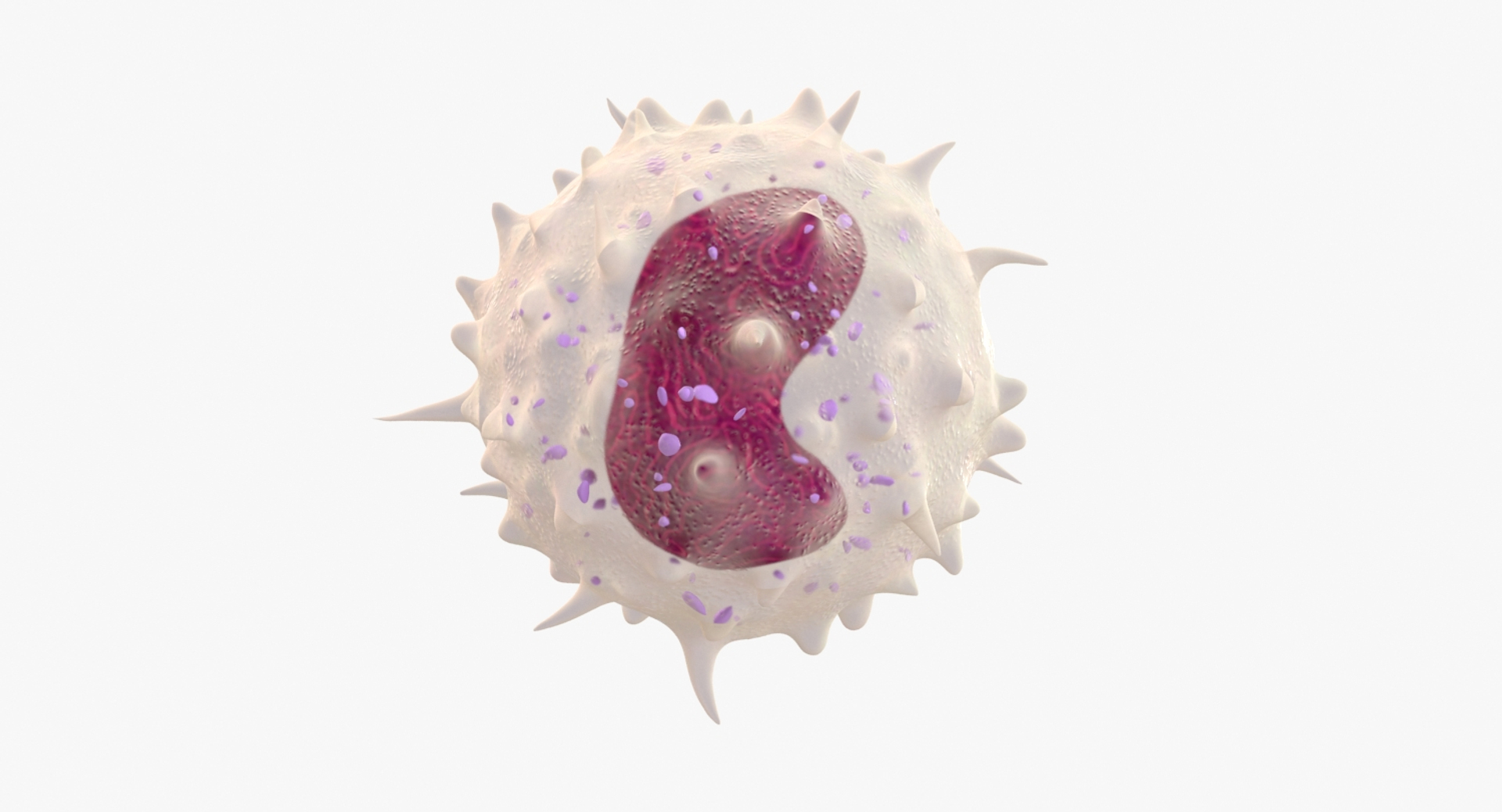 3D white blood cell monocyte - TurboSquid 1325725