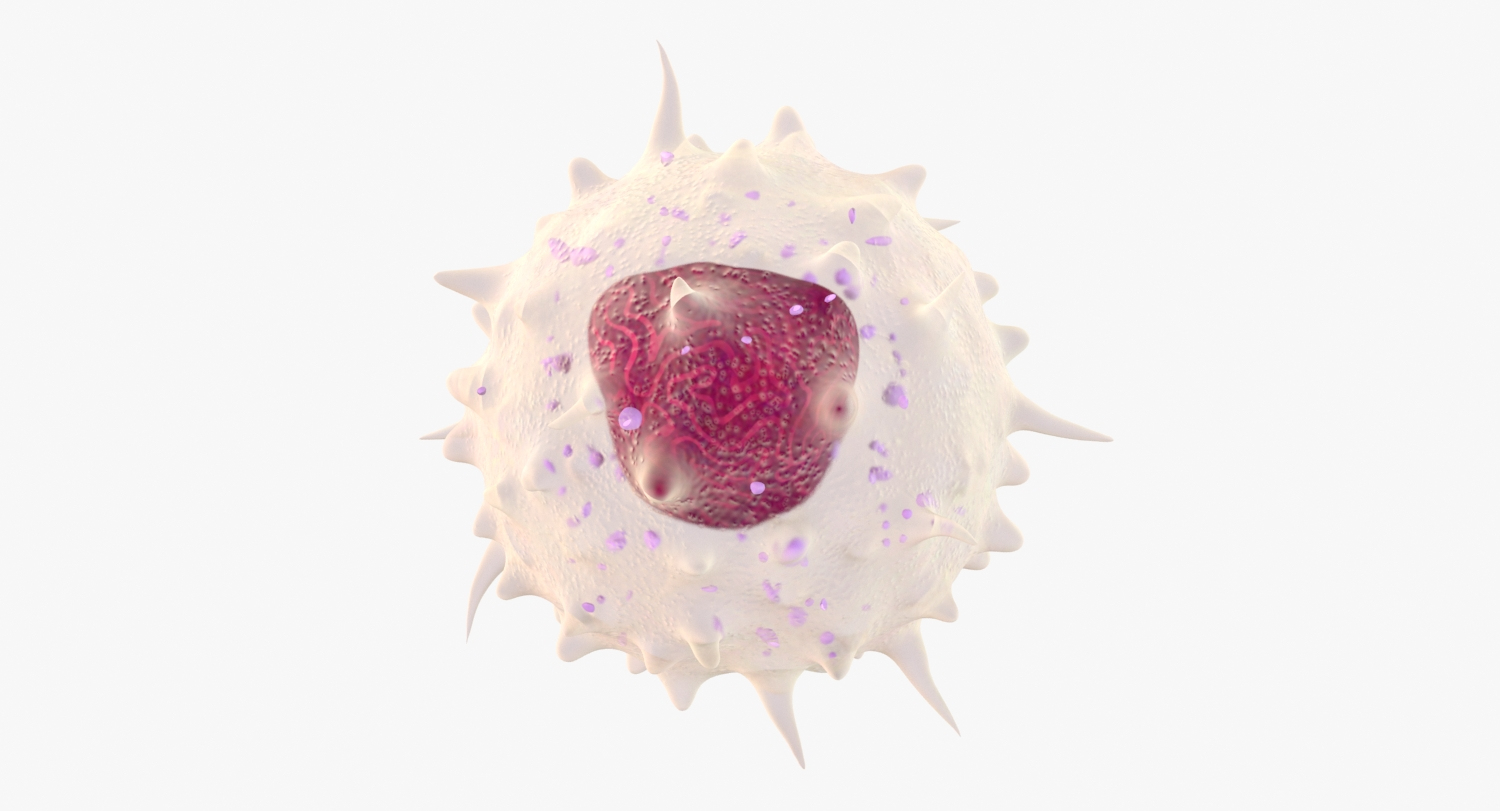 3D white blood cell monocyte - TurboSquid 1325725