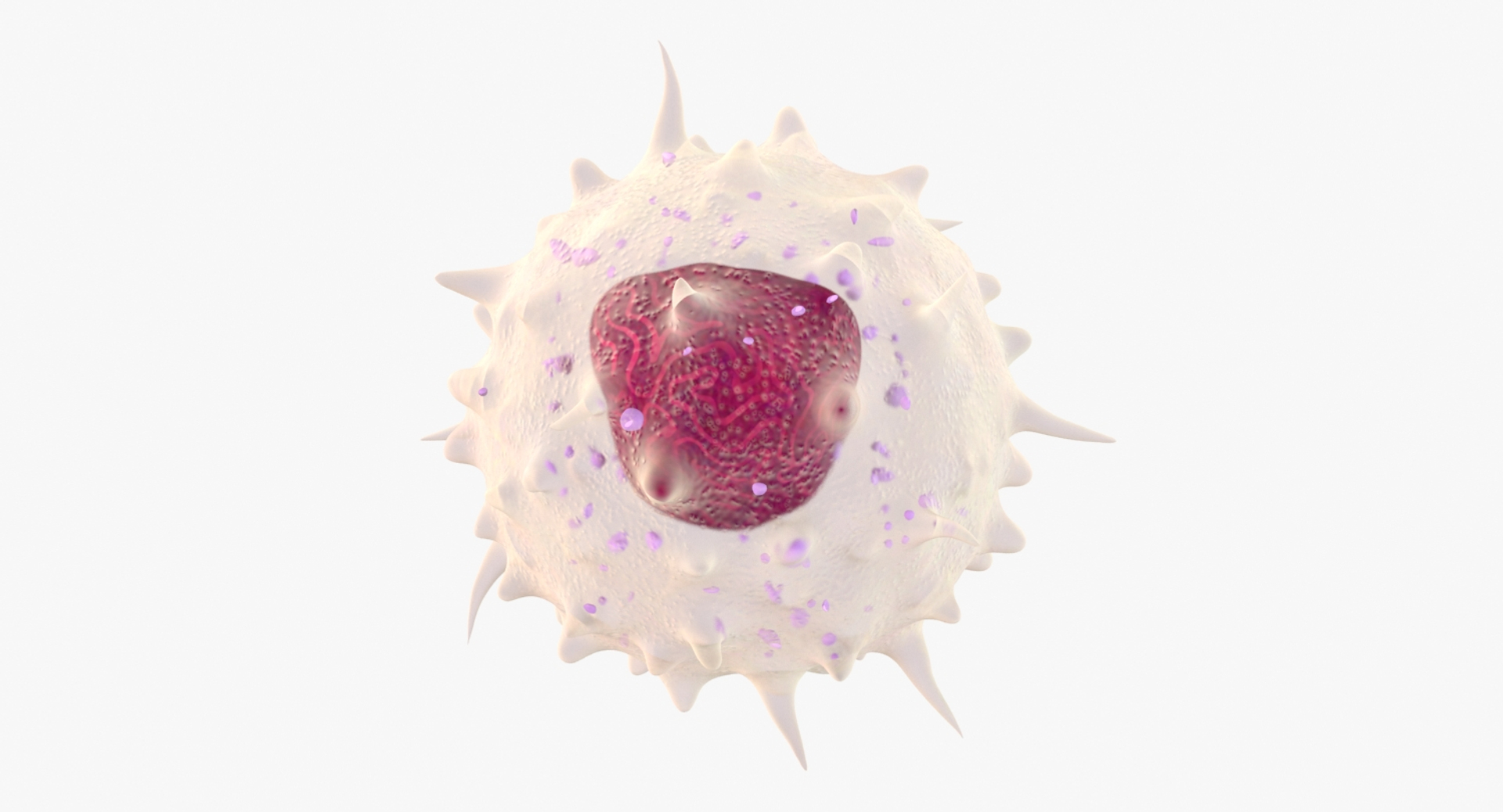 3D white blood cell monocyte - TurboSquid 1325725