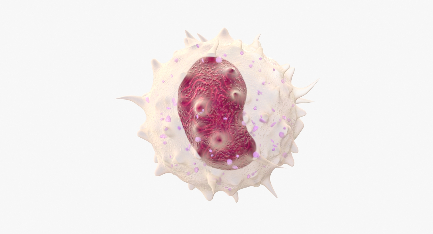 3D white blood cell monocyte - TurboSquid 1325725