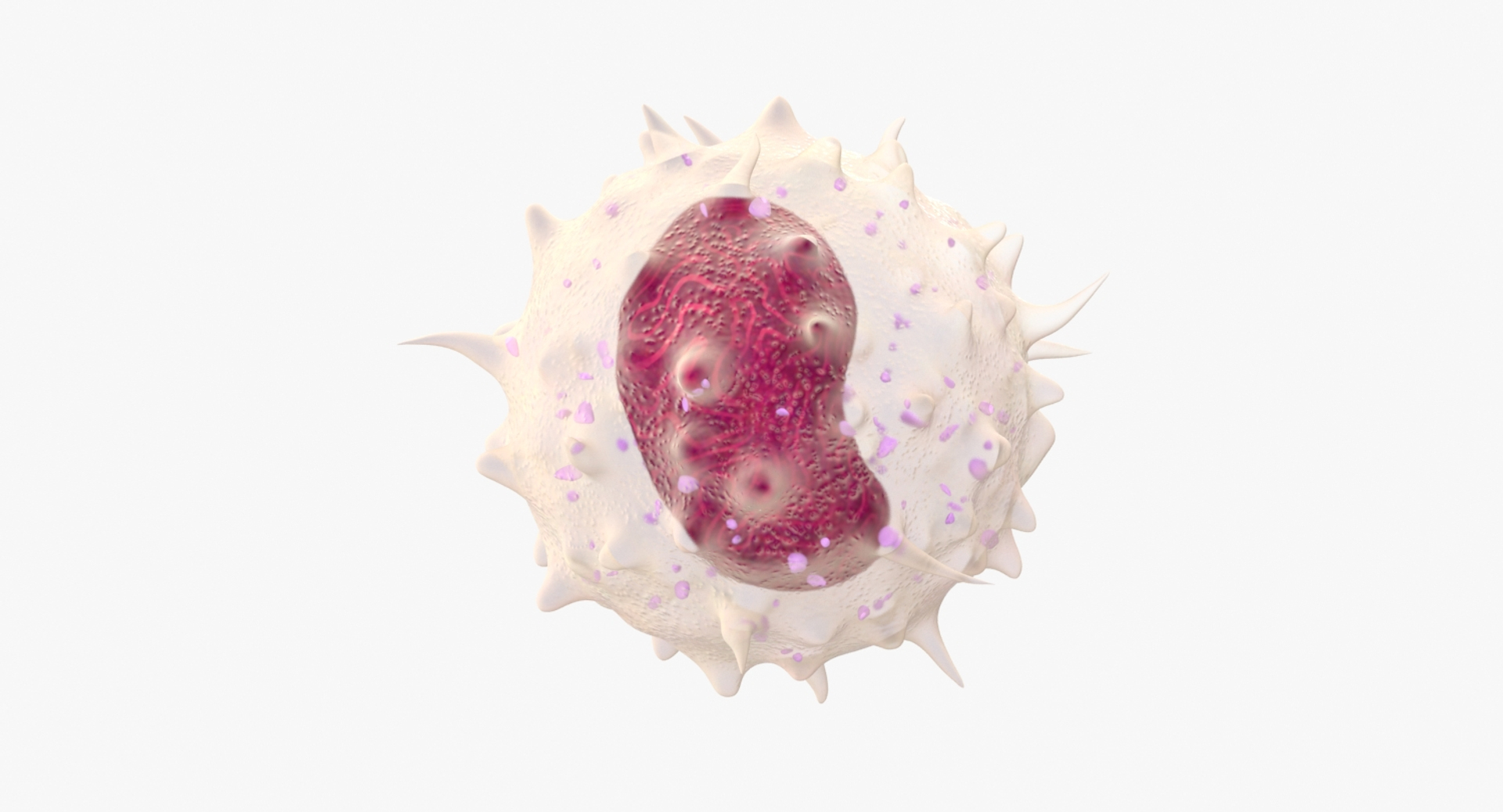 3D white blood cell monocyte - TurboSquid 1325725