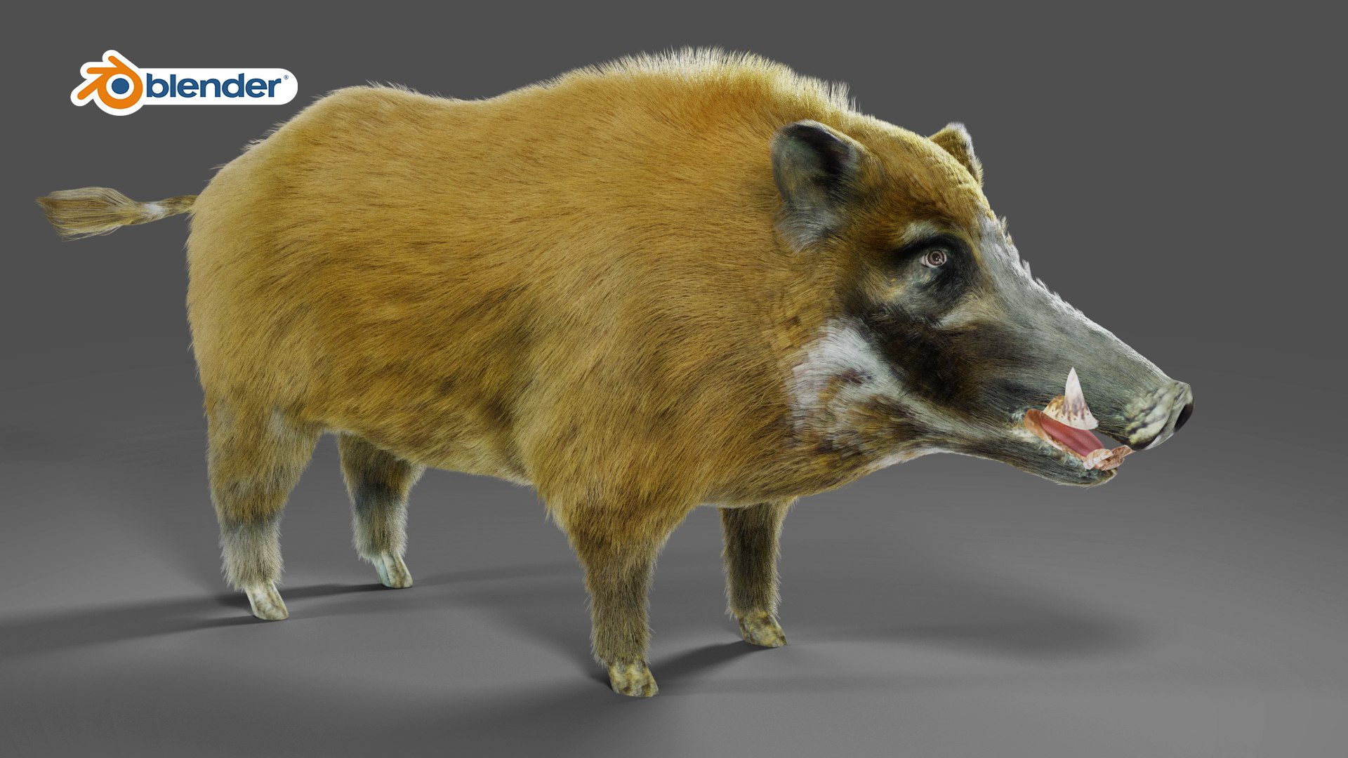 Fur Wild Boar V05 NO Rigged 3D Model - TurboSquid 1991658