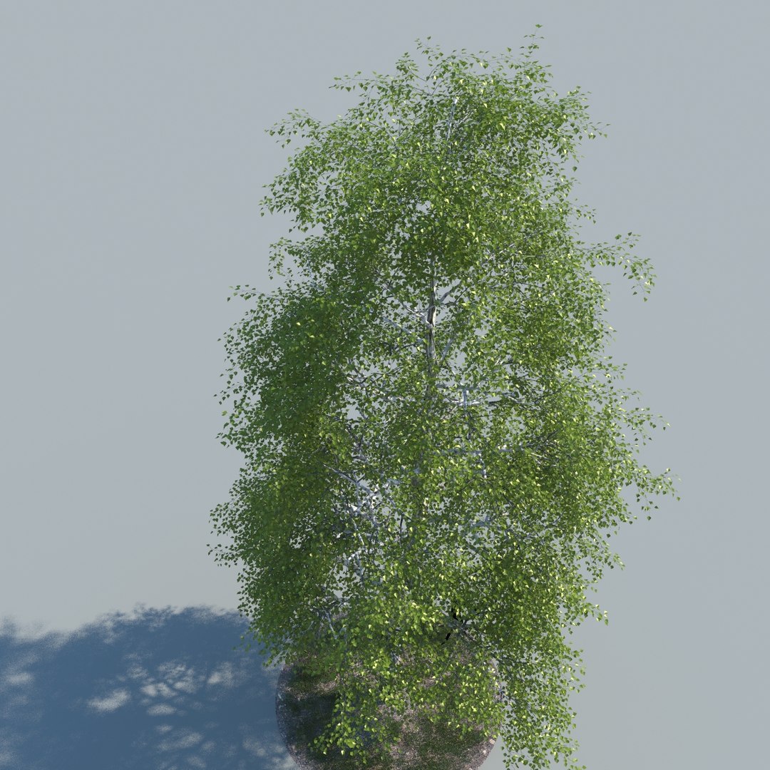 3d Model Of Realistic Birch Tree