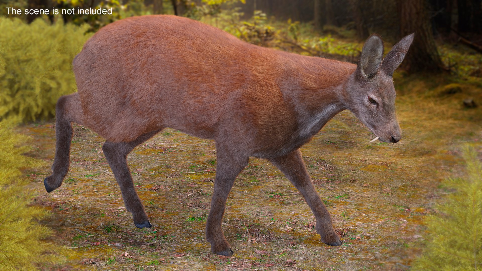 3D Model Musk Deer Rigged Fur - TurboSquid 2180757