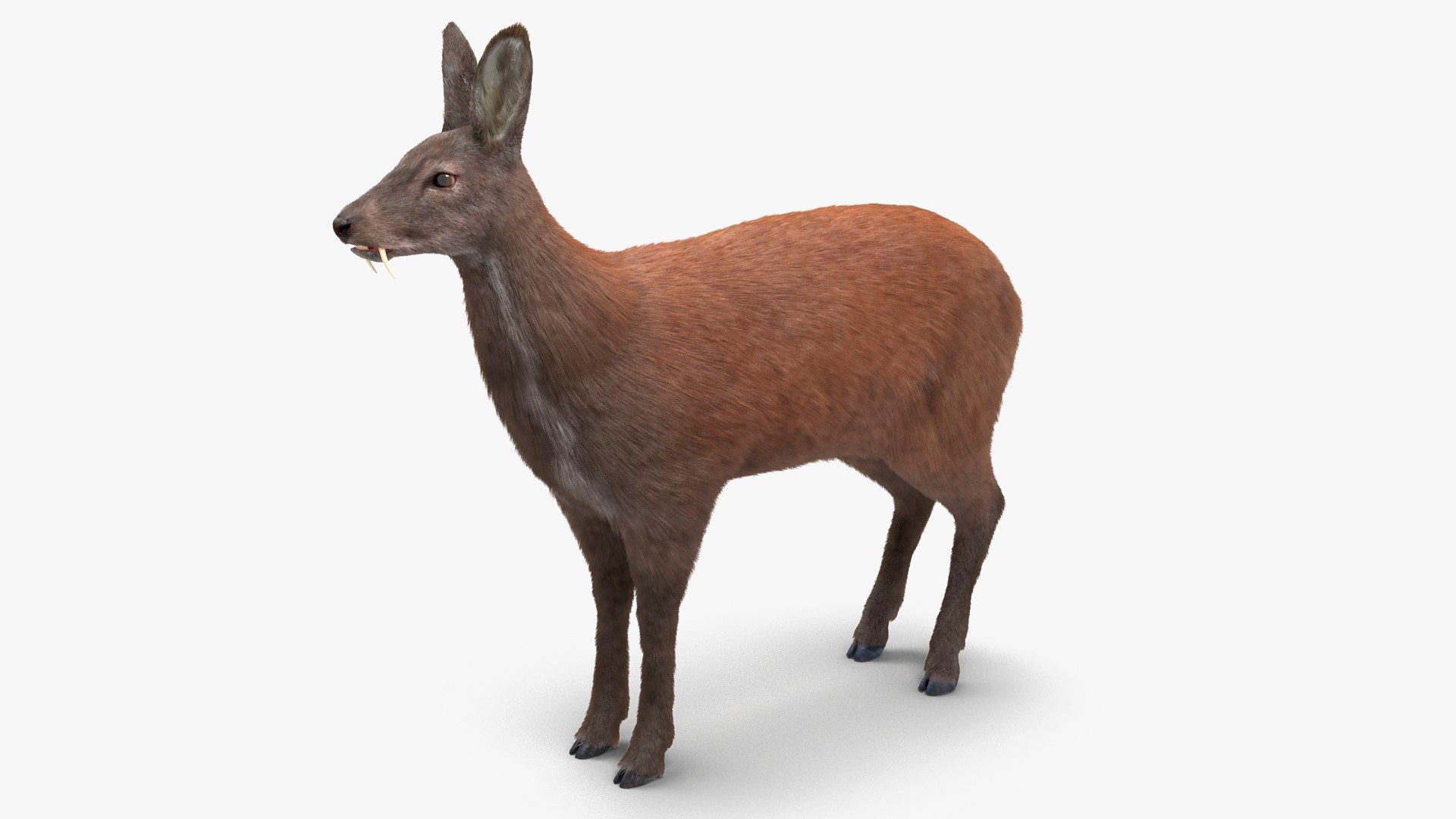 3D Model Musk Deer Rigged Fur - TurboSquid 2180757