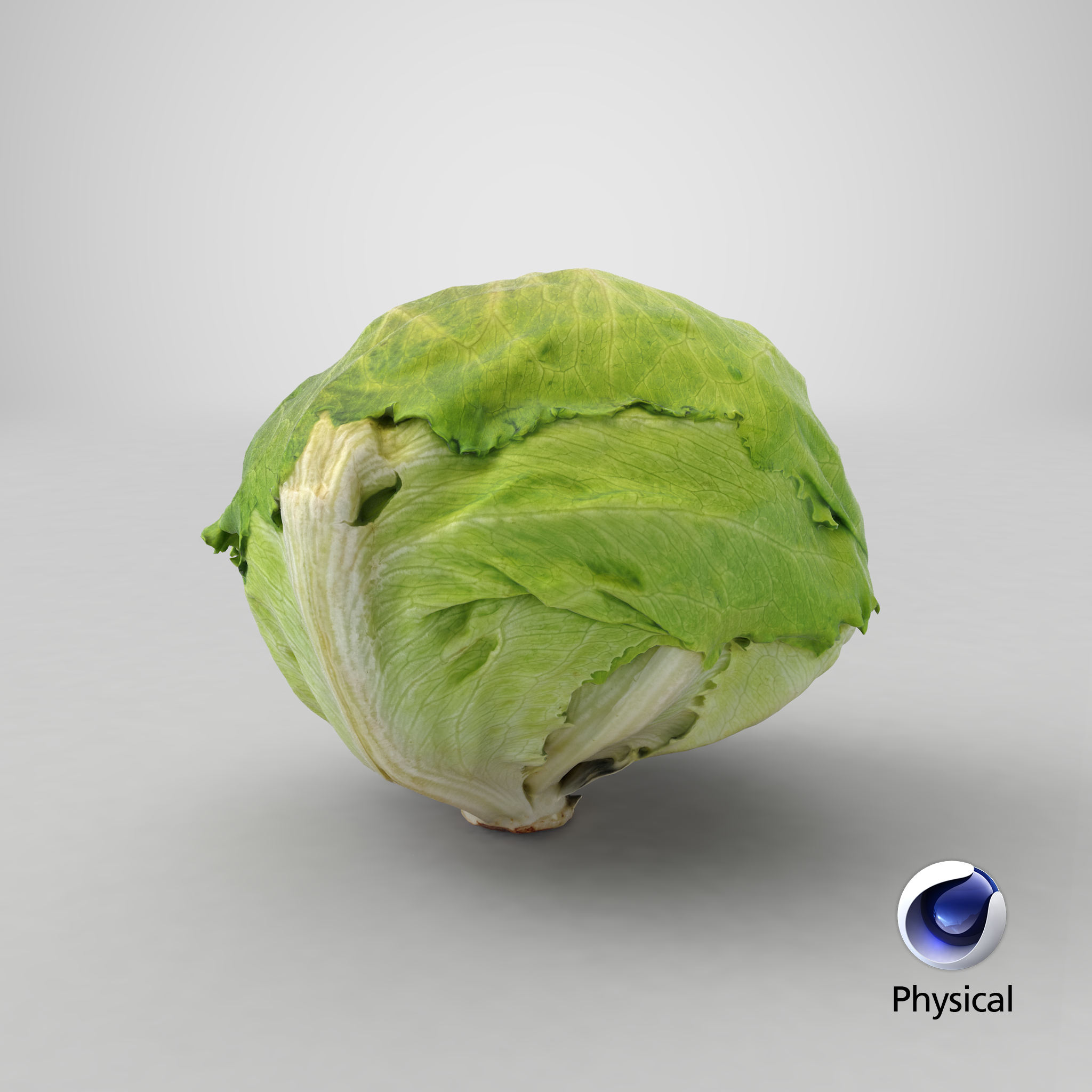 Lettuce 02 3D model - TurboSquid 1838798