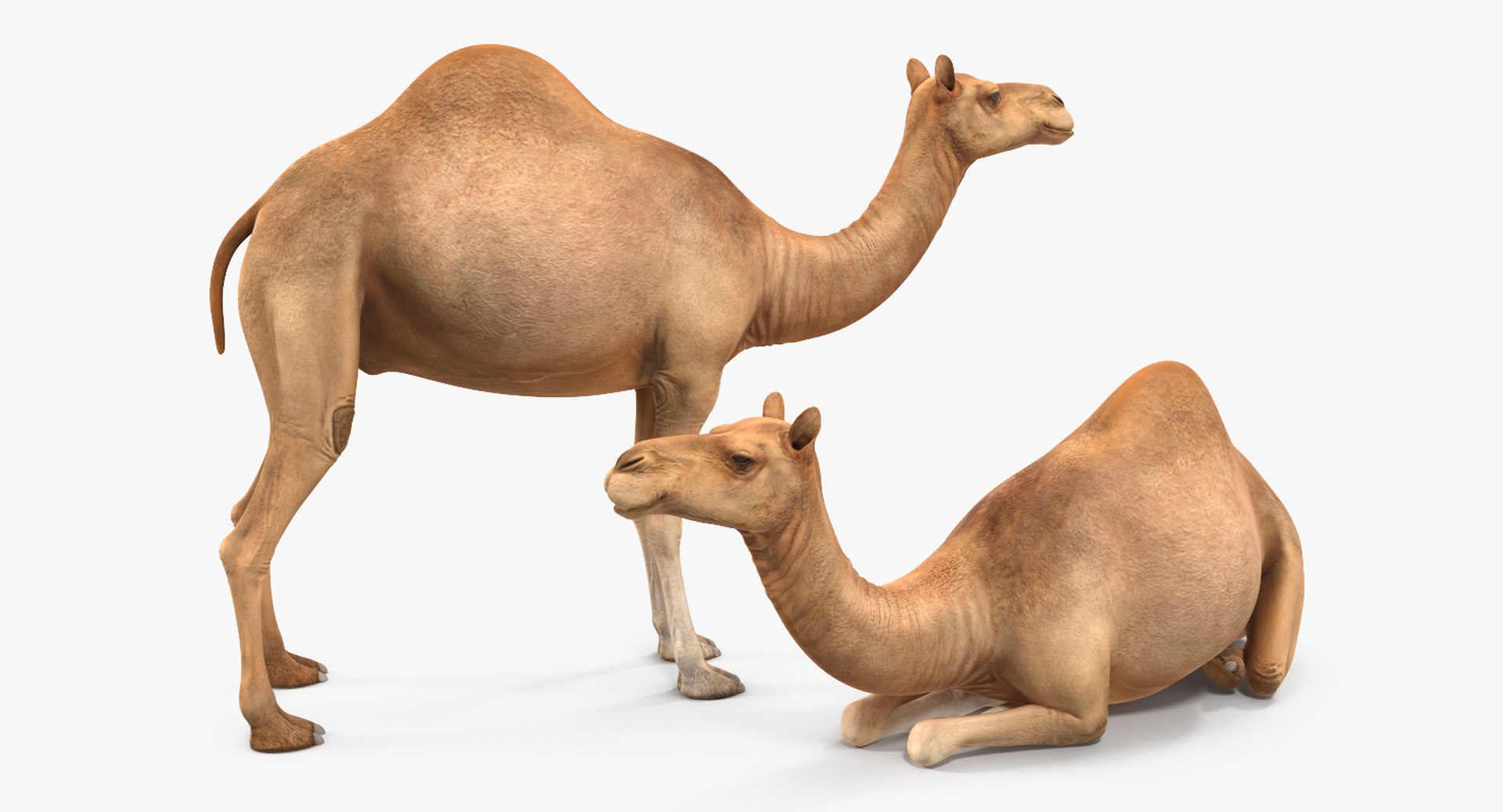 camel rigged 3d ma