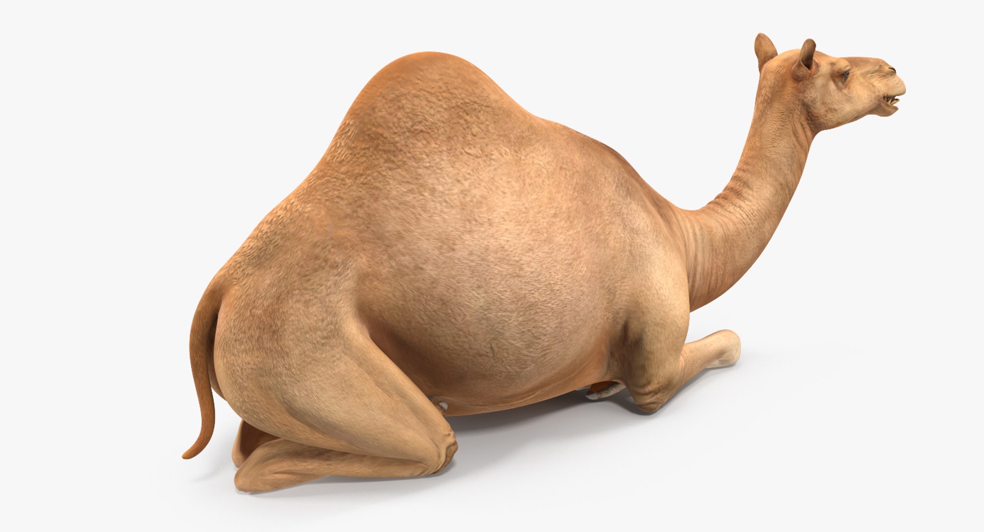 camel rigged 3d ma
