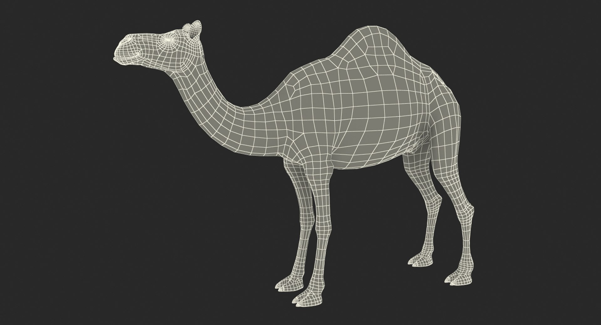 camel rigged 3d ma