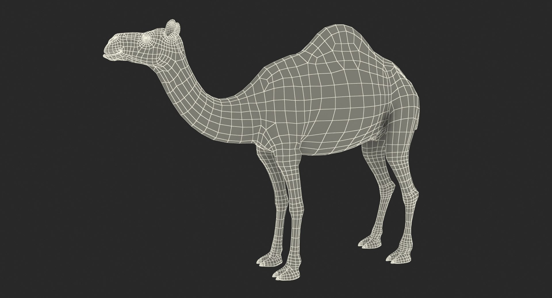 camel rigged 3d ma