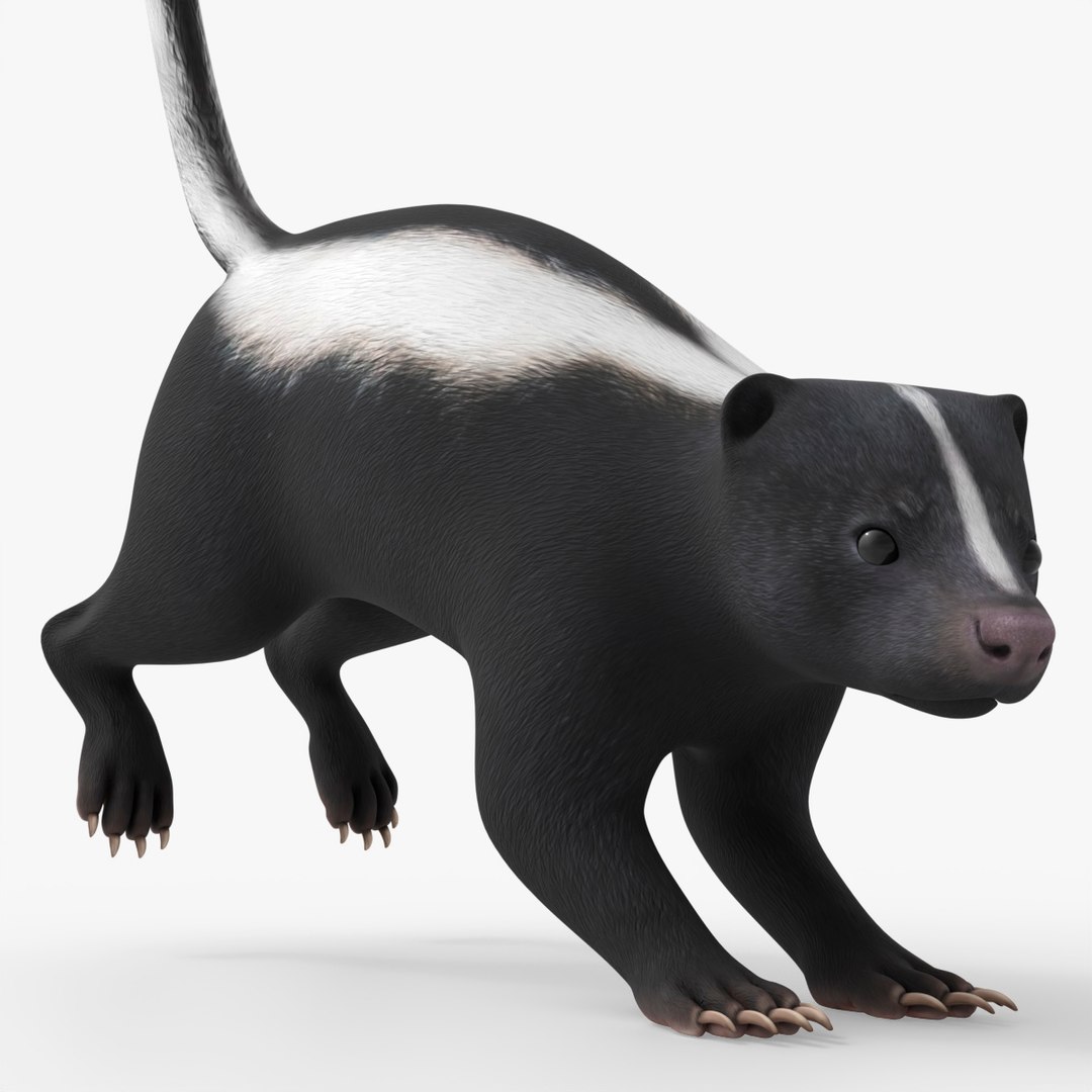 modelo 3d Zorrillo animal animado y con rigging para Blender - TurboSquid 2487608