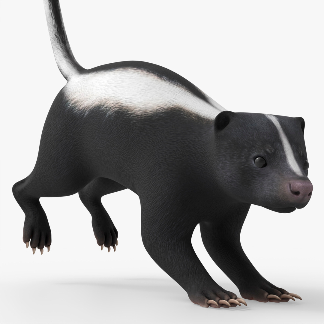 Animowany Skunks Zwierzęcy Rigged dla Blendera Model 3D - TurboSquid ...