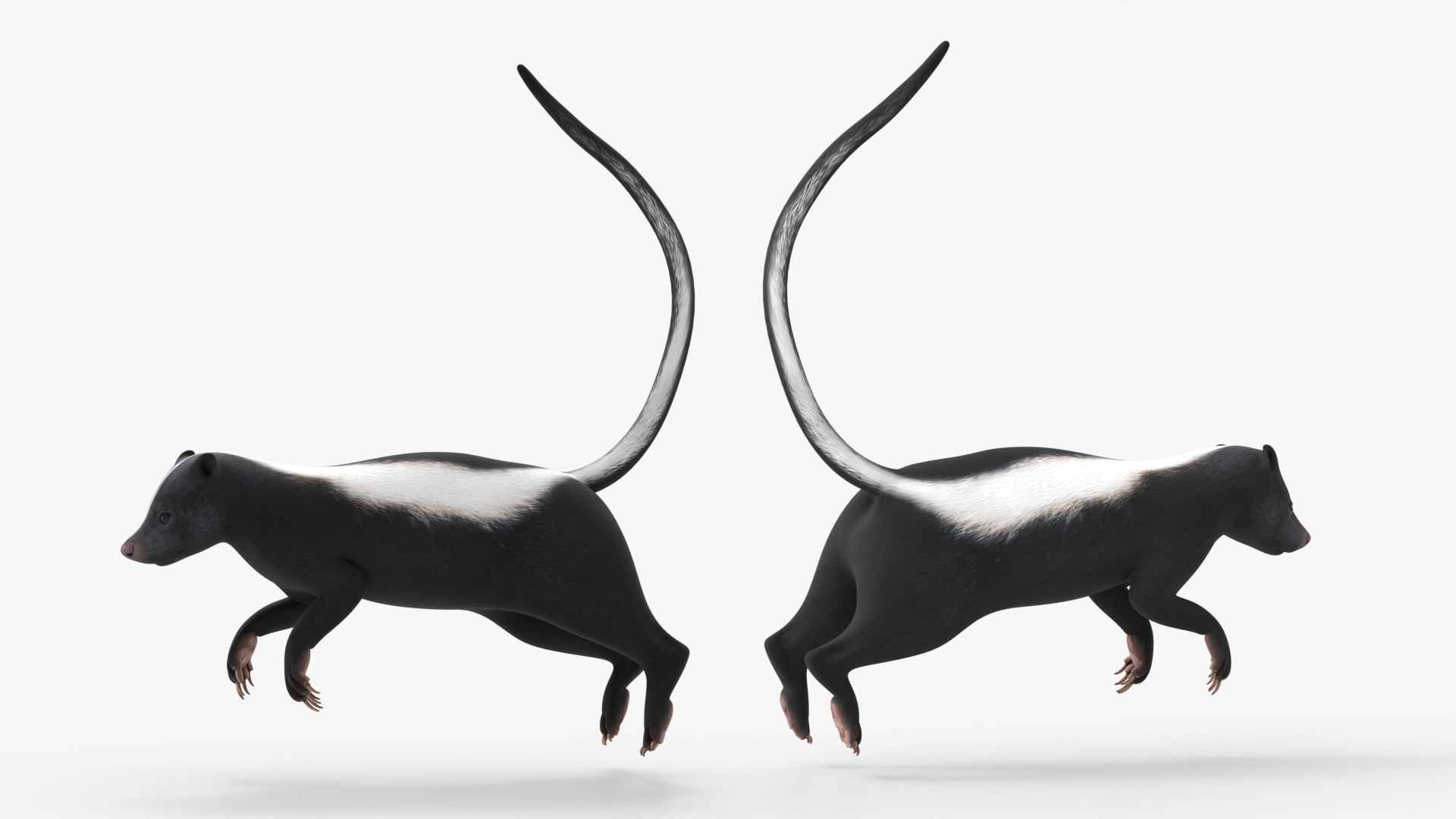 Skunk Animal Animated Rigged For Blender Model - TurboSquid 2487608