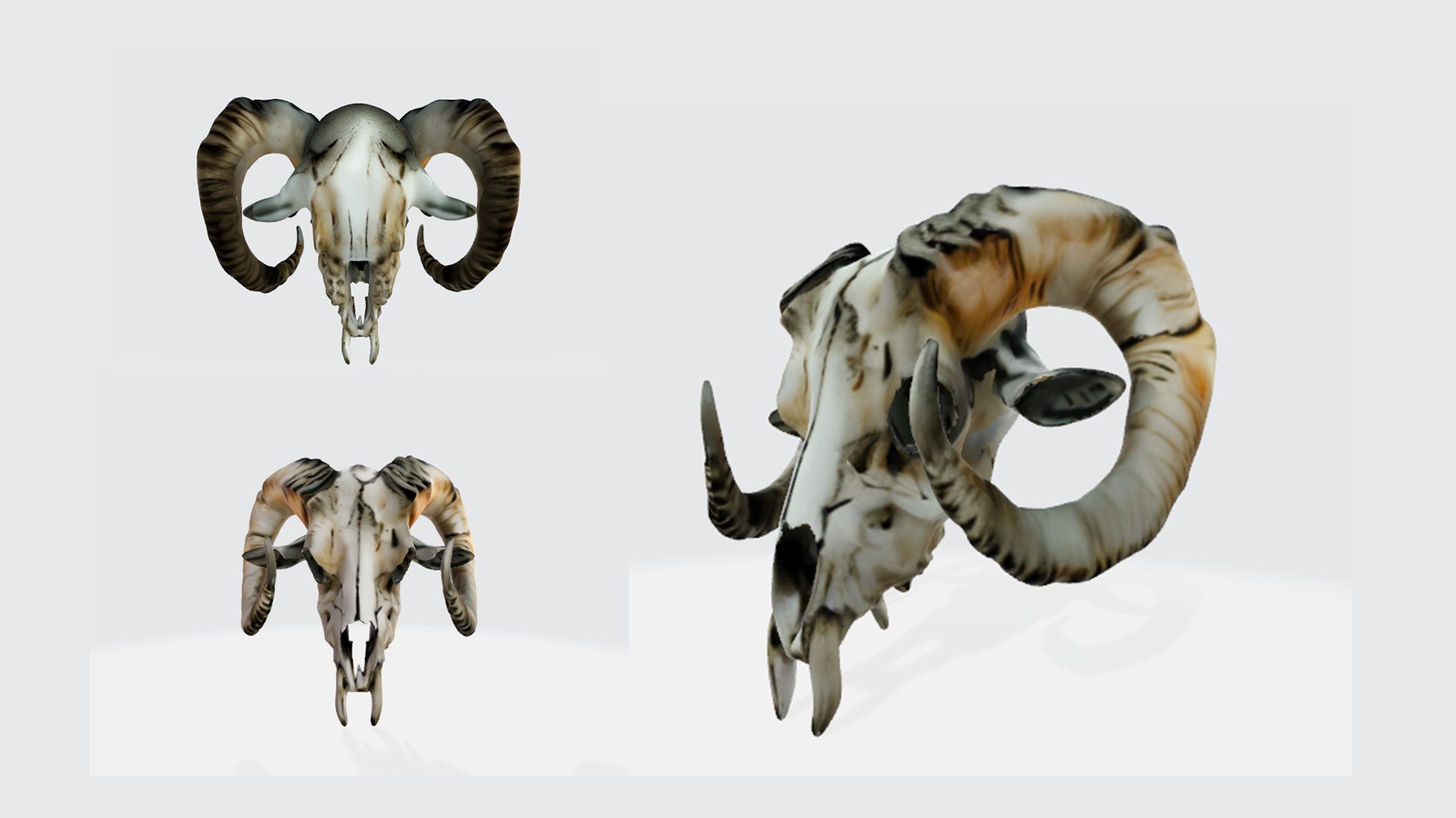 Ram Skull 3D Model 3D - TurboSquid 2370343