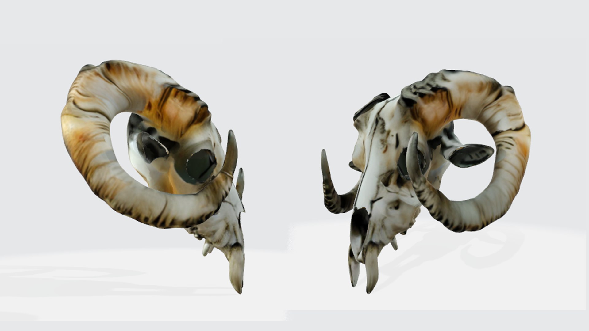 Ram Skull 3D Model 3D - TurboSquid 2370343